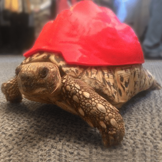 3D Printed Tortoise Shell - 3D Printing Industry