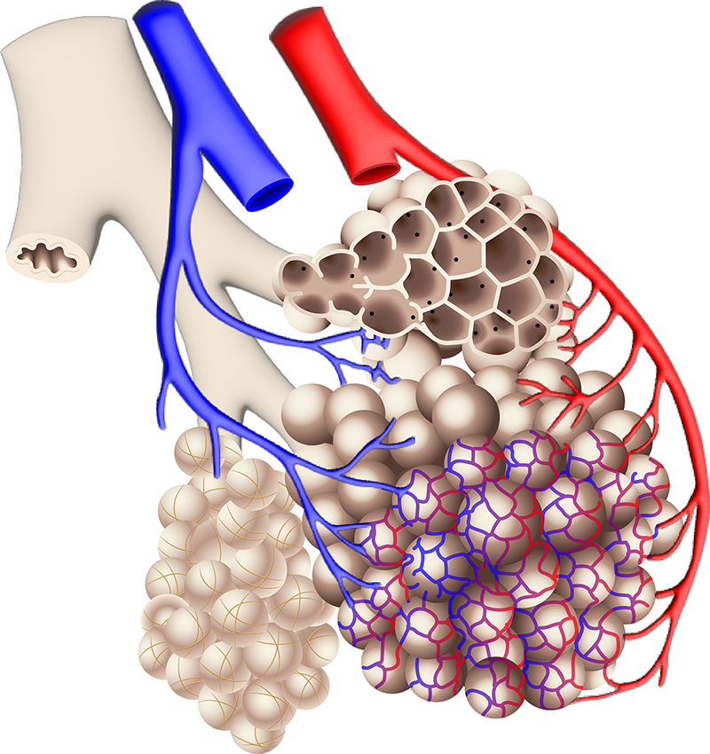 Duke and Penn State Teams Explore Respiratory Infections with 3D Lung ...